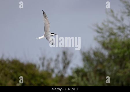 Common Tern in flight at Lodmoor RSPB Reserve Dorset Stock Photo - Alamy