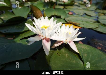 Various colors of water lilies and lotus flowers bloom by the lake at ...