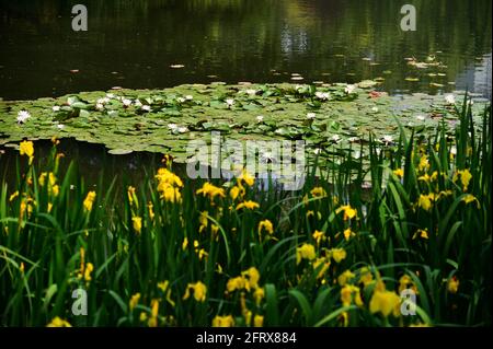 Various colors of water lilies and lotus flowers bloom by the lake at ...