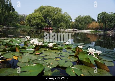 Various colors of water lilies and lotus flowers bloom by the lake at ...