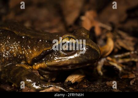 Sikkim Paa Frog, Nanorana liebigii, Sikkim, India Stock Photo - Alamy