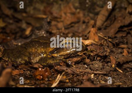 Sikkim Paa Frog, Nanorana liebigii, Sikkim, India Stock Photo - Alamy