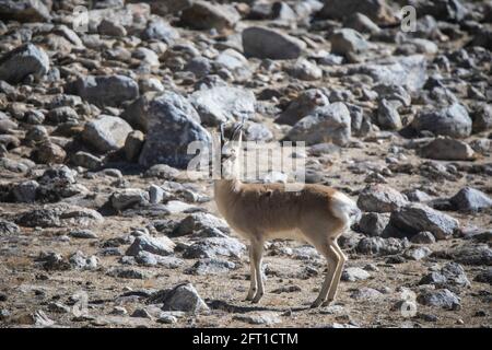 Tibetan Gazelle, Procapra picticaudata, Gurudonmar, Sikkim, India Stock ...