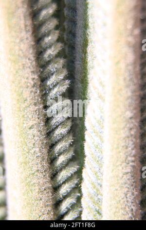 Tropical sago palm leaf. Curly buds of a cycad Japanese sago palm Stock ...