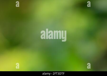 Bokeh green nature, Subtle background in abstract style for graphic ...