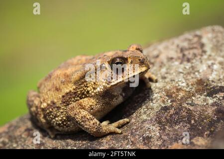 Common Indian Toad Bufo melanostictus (Duttaphrynus melanostictus) on a ...