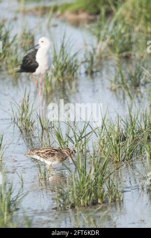 Vertical shot of a black-winged stilt in a pond during daylight Stock ...
