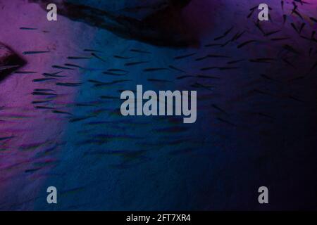 School of Minnows in color Stock Photo - Alamy