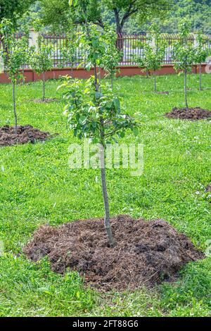 Apple trees are planted on a plot of land Stock Photo - Alamy