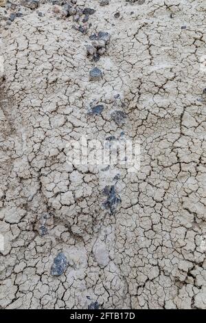 Agates and fossil mammal bones from 34 million years ago in Toadstool ...