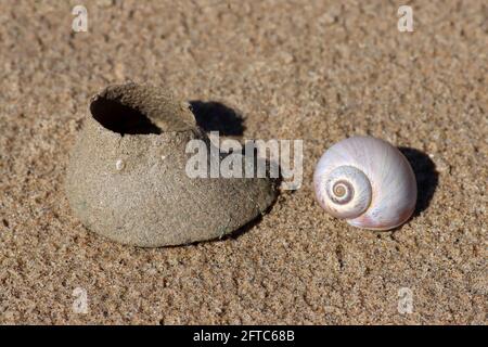 Necklace Shell: Euspira catena: Egg case on beach. Cornwall, UK Stock ...