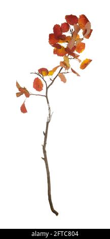 Common aspen, Populus tremula twig with blooming catkins isolated on ...