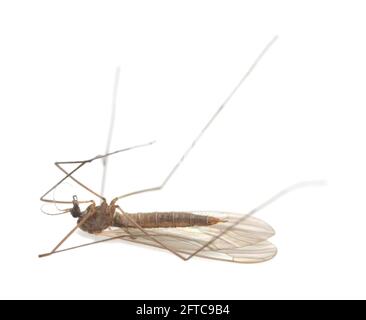 winter gnat, winter crane fly (Trichocera annulata), portrait, lateral ...