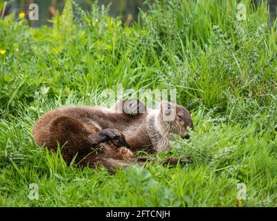 Otter Scratching on Grass Stock Photo - Alamy
