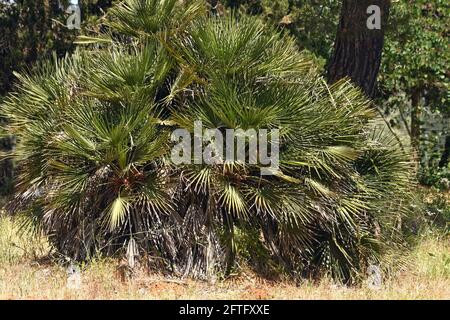 Fruit of Chamaerops humilis Mediterranean dwarf palm. They are the rough and small fruits of the ...