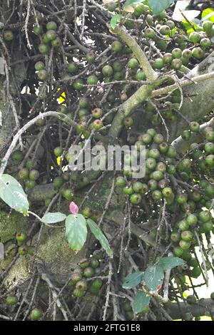 The roots and branches of a huge fig tree in Kenya Stock Photo - Alamy