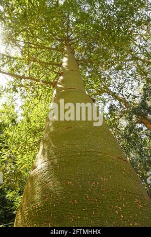 Leaves of Queensland Bottle Tree Brachychiton rupestris Stock Photo - Alamy