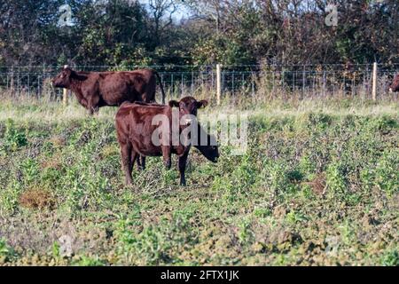 Red Poll cows & heffers introduced to the Ken Hill rewilding project in ...