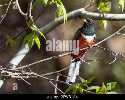 Elegant Trogon, Trogon elegans, in Southeast Arizona, USA Stock Photo ...