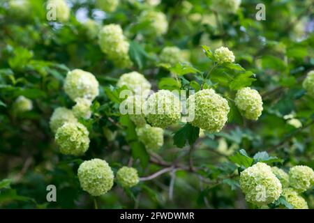 Hydrangea arborescens, sevenbark spring flowers closeup selective focus ...
