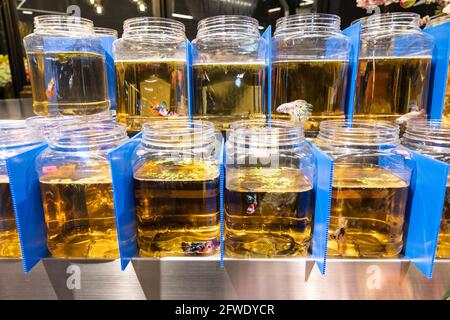 Fighting fish isolated in jars and visual contact in shop Stock Photo ...