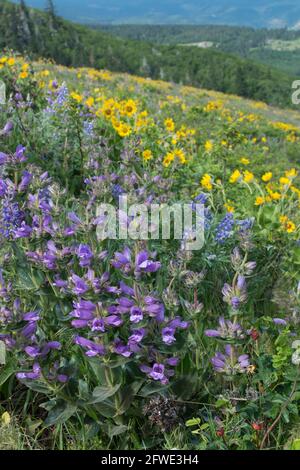 Tom McCall Preserve in Mosier, Oregon USA along the Columbia River ...
