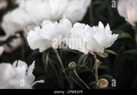 Peonies in sunlight. Soft focus image of blooming white peonies in sun ...