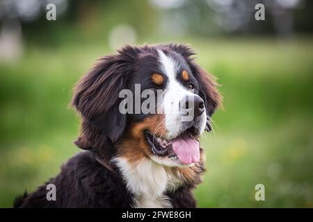 young Bernese Mountain Dog Stock Photo - Alamy