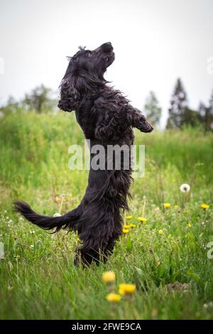 Black English cocker spaniel dog full body side view standing isolated ...