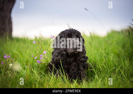 Portrait of English black Cocker spaniel dog in outdoors Stock Photo ...