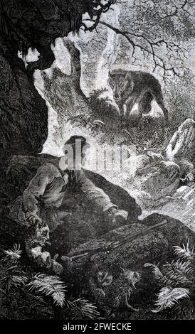 In Finland, Turku area, a pair of wolves were believed responsible for ...