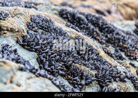 Mussels cover the rocks at Polzeath, Cornwall Stock Photo - Alamy