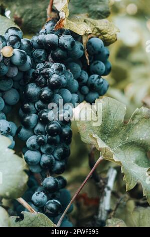 A bunch of blue grapes in the branch Stock Photo - Alamy