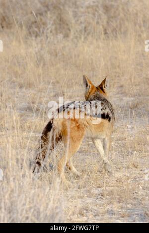 Picture of a jackal in Namibia Stock Photo - Alamy