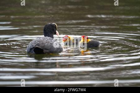 Bald Coot with chicks on nest, may 2016 | usage worldwide Stock Photo ...