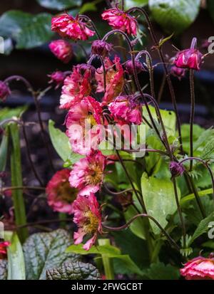 Geum Pink Petticoats Stock Photo - Alamy