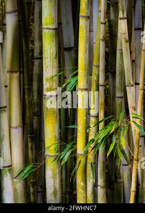 Bamboo growing in a garden Stock Photo - Alamy