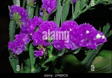 Statice purple (limonium sinuatum) flowering close-up Stock Photo - Alamy