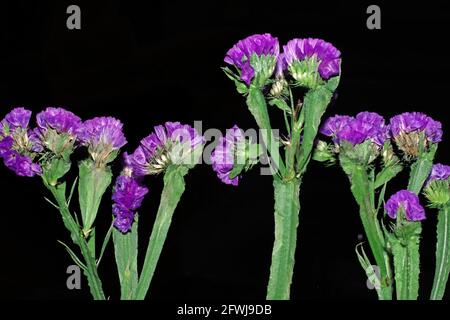 Statice purple (limonium sinuatum) flowering close-up Stock Photo - Alamy