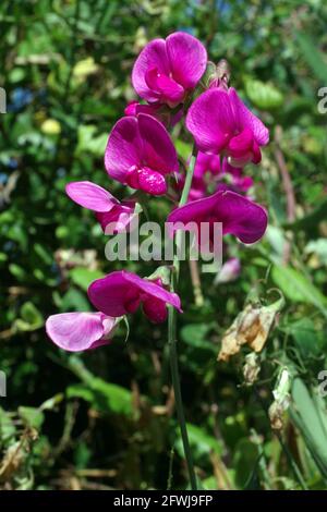 Wild flower (pisum sativum Stock Photo - Alamy