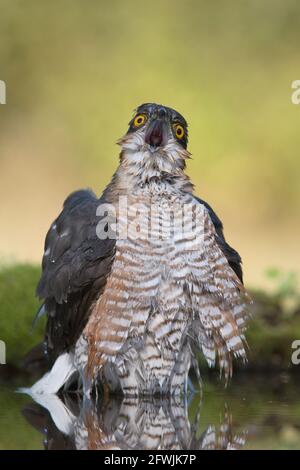 Male sparrow hawk gaping its beak while bathing Stock Photo - Alamy
