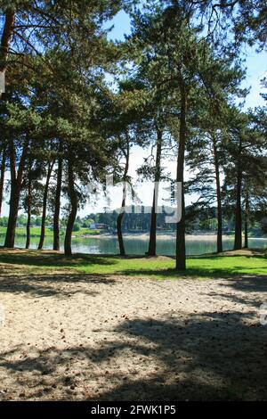 A lake hidden in the forest. Sandy beach among pine trees. Relax place ...
