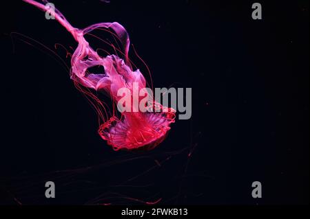 Red orange Japanese sea nettle jellyfish (Chrysaora pacifica Stock ...