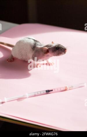 Subcutaneous Injection In Mice