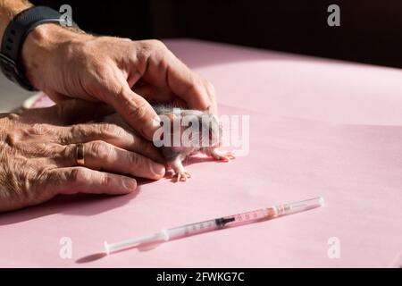 Animal test. Researcher injects drug, vaccine into the small laboratory ...