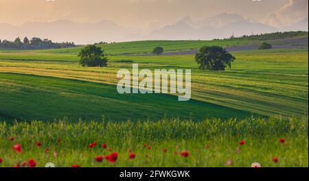 Poppy field in Caucasus mountains Stock Photo - Alamy