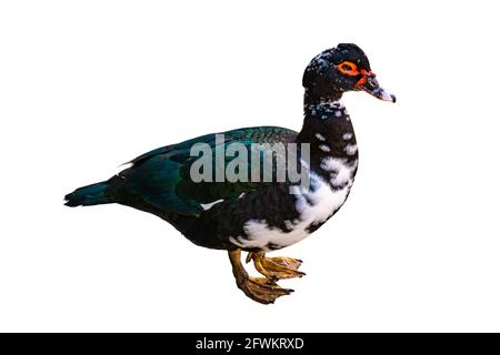 Muscovy duck isolated on white background Stock Photo - Alamy