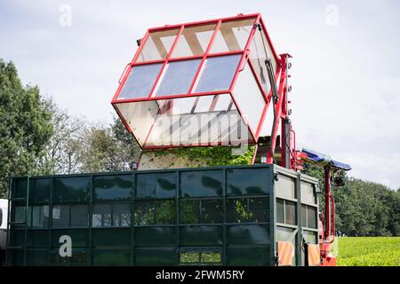 Tea harvesting machine, harvester, in use in the biggest connected tea ...