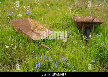 Rusty wheelbarrows, wheel, barrows, surface rust, repurposed, vintage ...