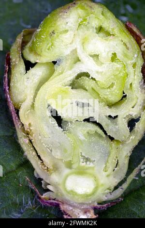 blackcurrant gall or big bud mite (Cecidophyopsis ribis) is a dangerous ...